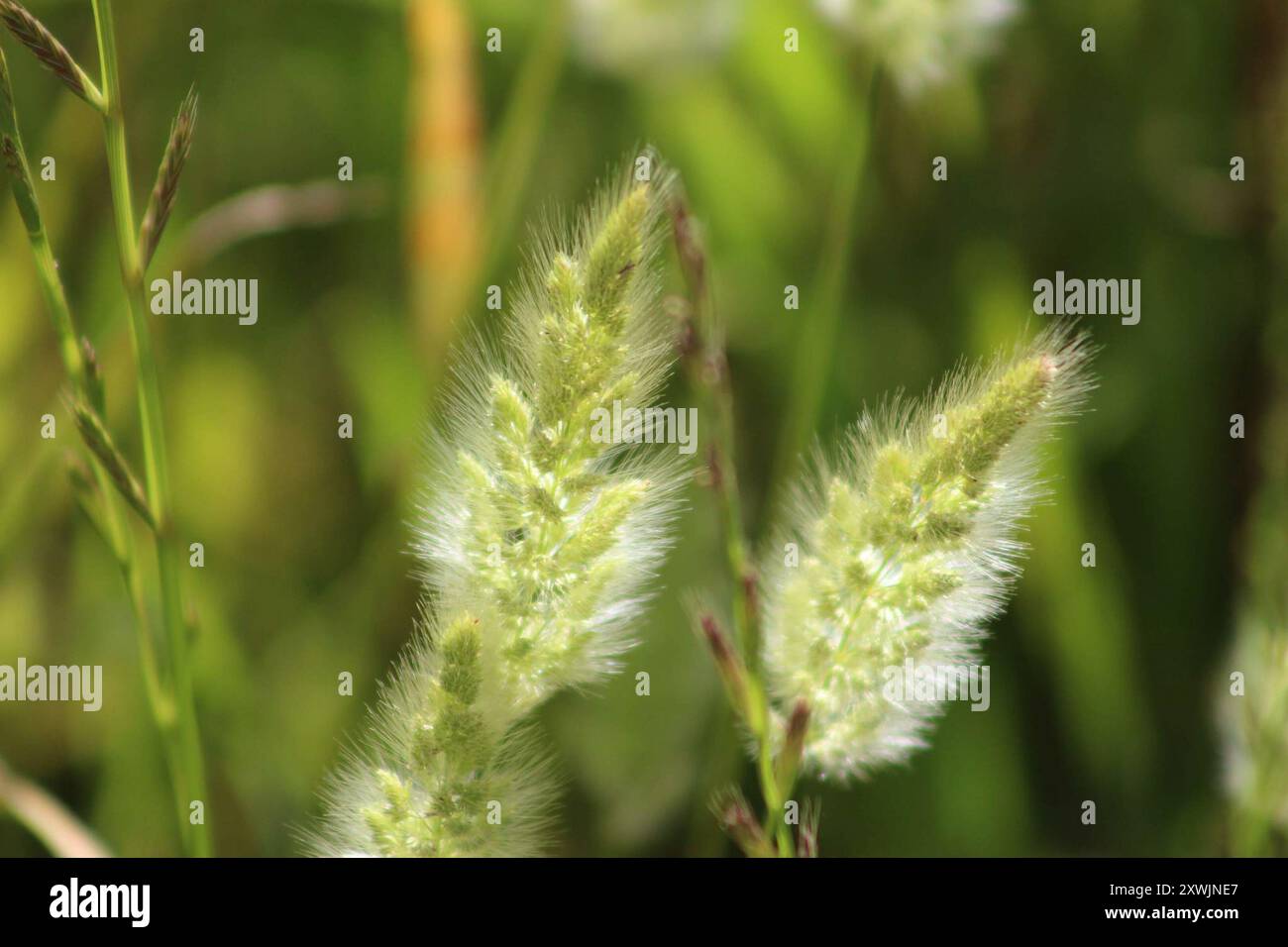 rabbitfoot grass (Polypogon monspeliensis) Plantae Stock Photo - Alamy