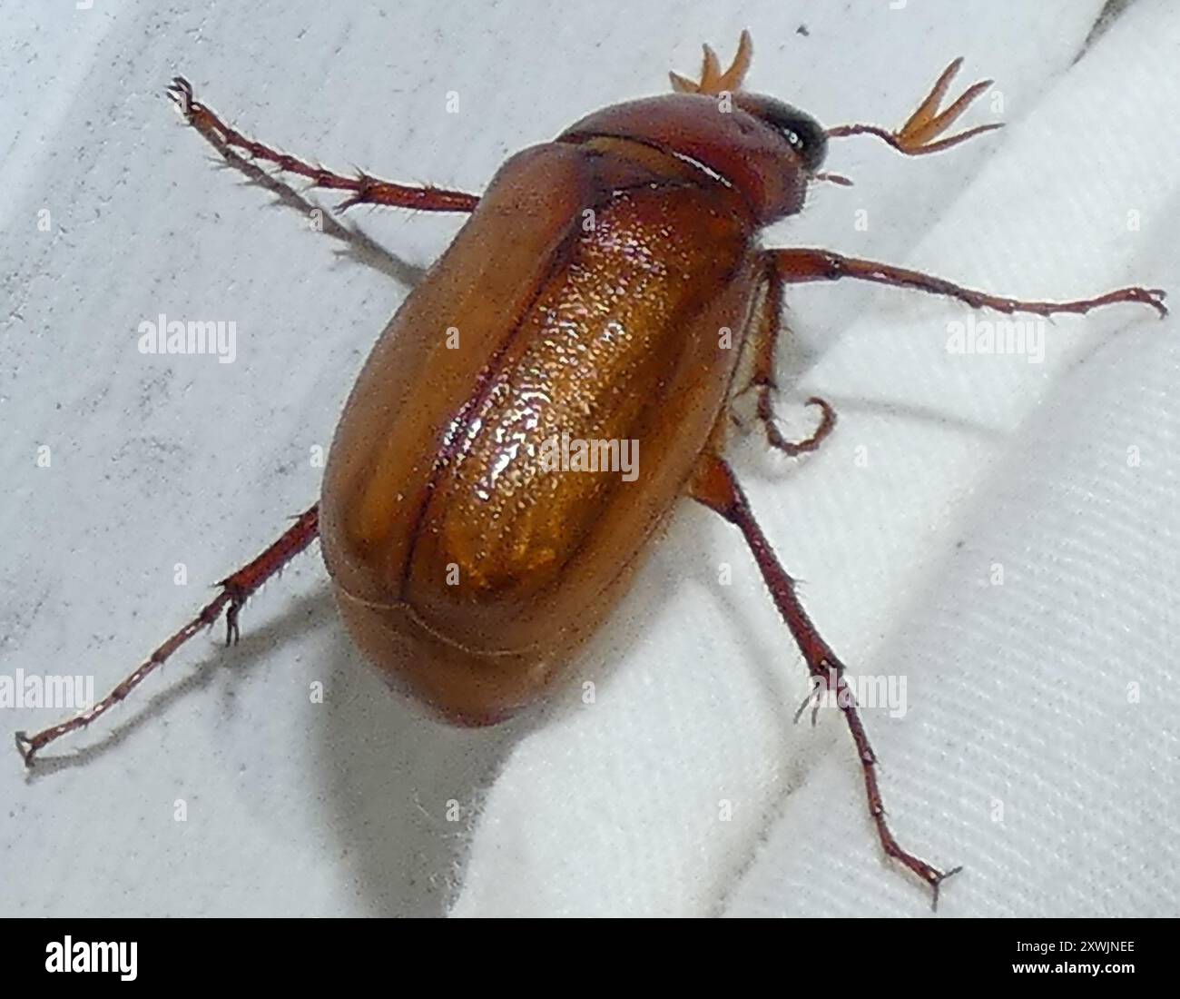 May Beetles (Phyllophaga) Insecta Stock Photo - Alamy