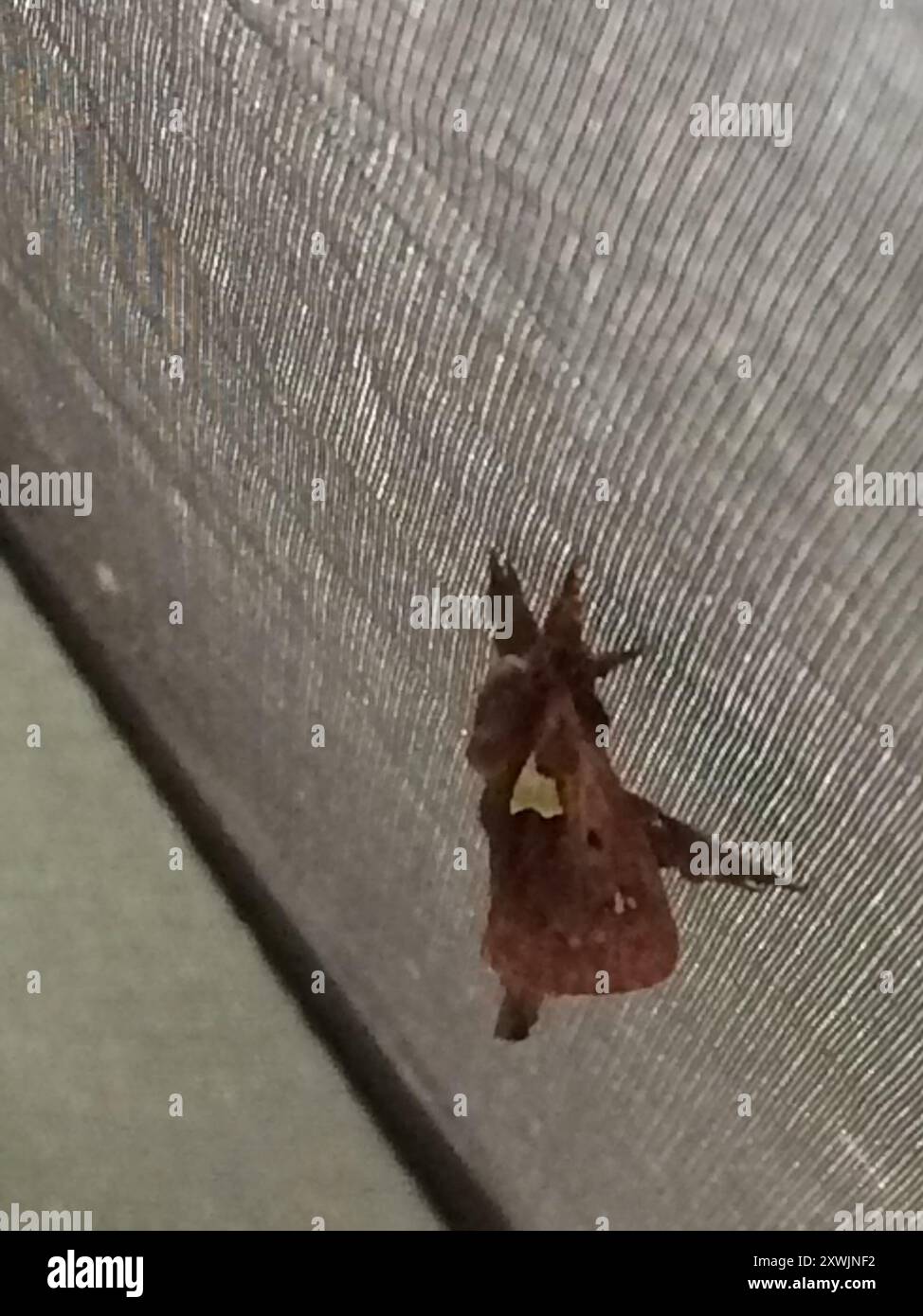 Euclea slug moth hi-res stock photography and images - Alamy