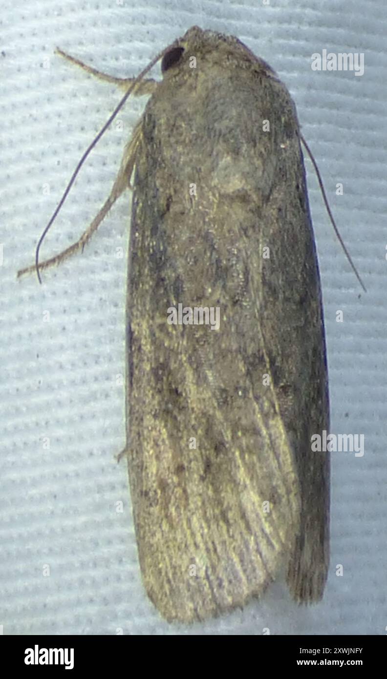 Fall Armyworm Moth (Spodoptera frugiperda) Insecta Stock Photo - Alamy