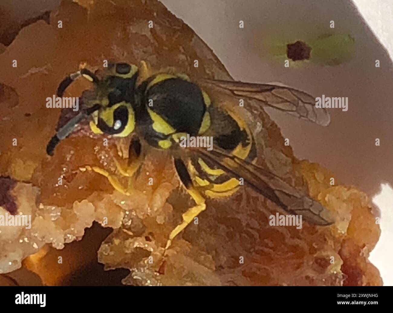 Western Yellowjacket (Vespula pensylvanica) Insecta Stock Photo - Alamy