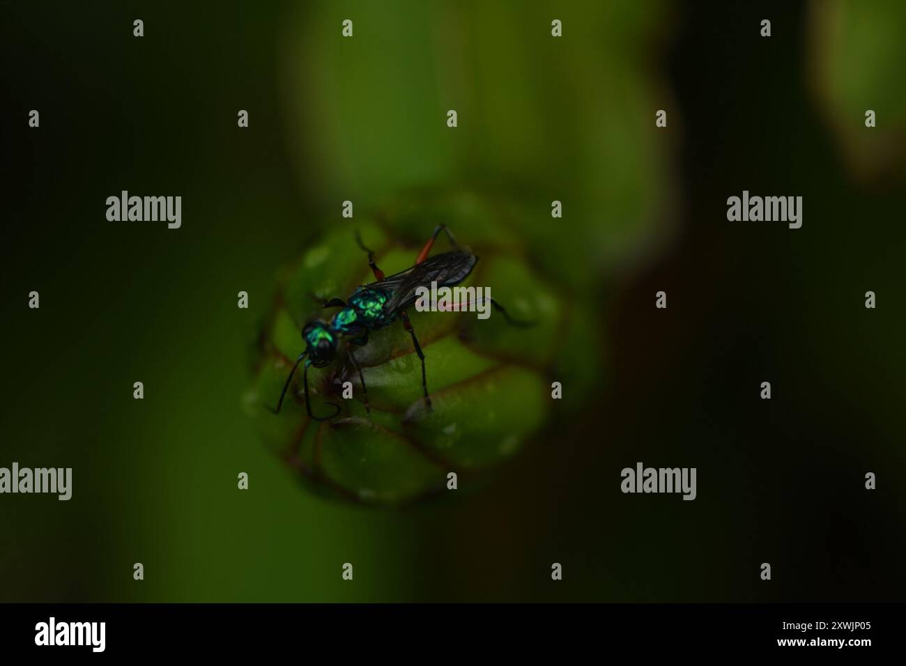 Emerald Cockroach Wasp (Ampulex compressa) Insecta Stock Photo - Alamy
