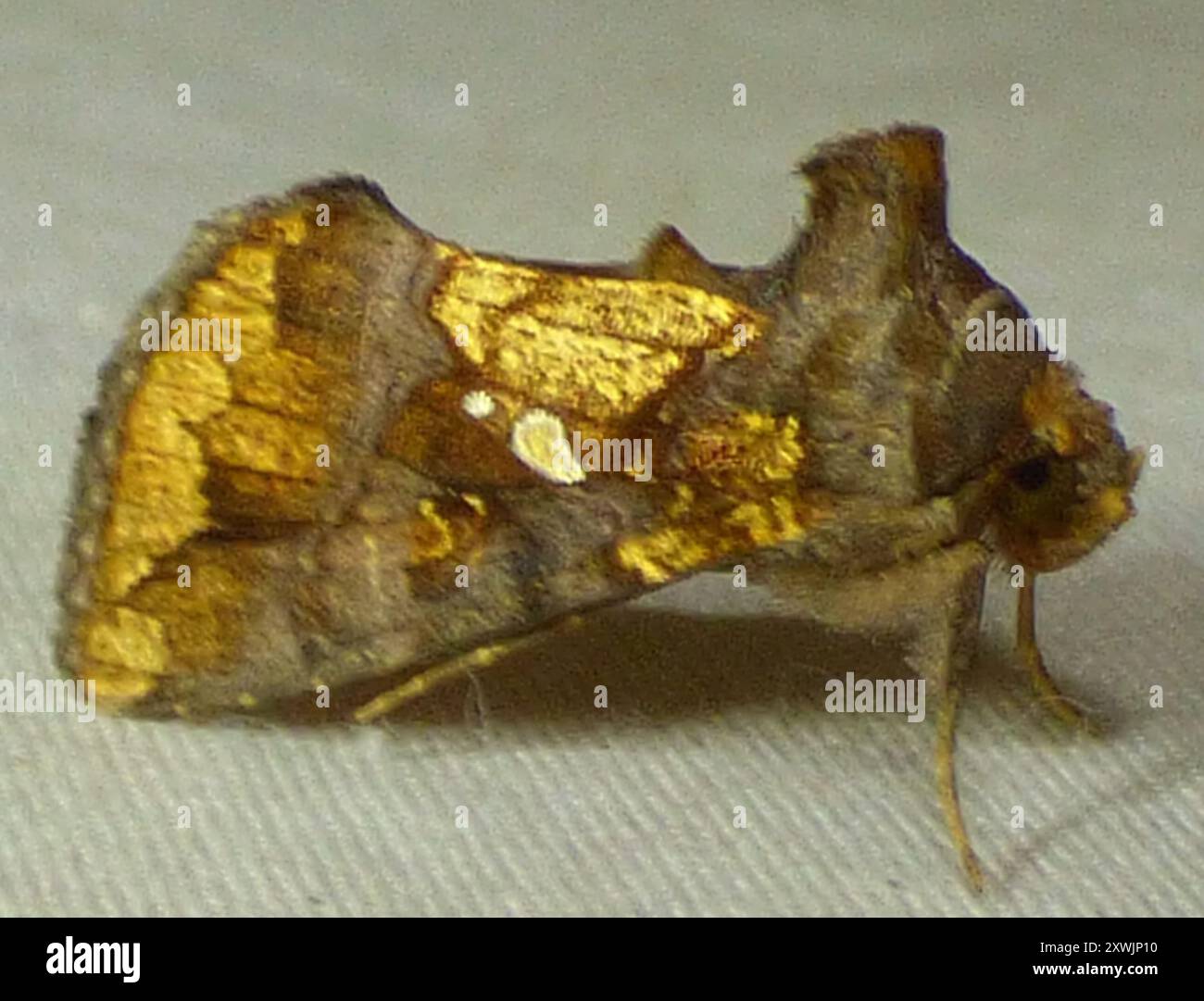 Golden Looper Moth (Argyrogramma verruca) Insecta Stock Photo - Alamy