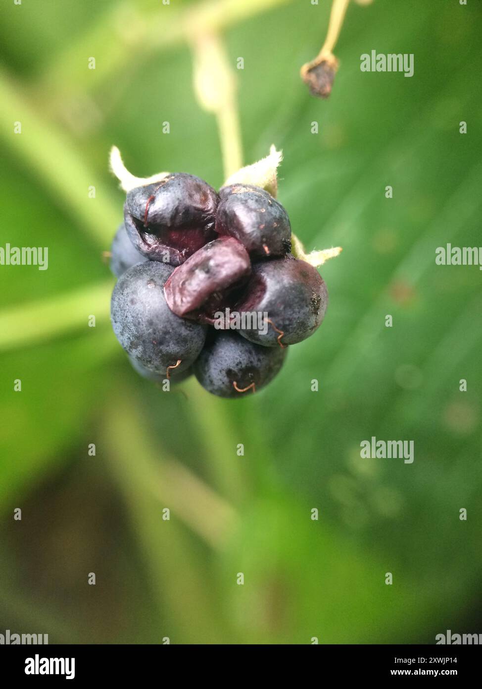 European dewberry (Rubus caesius) Plantae Stock Photo - Alamy