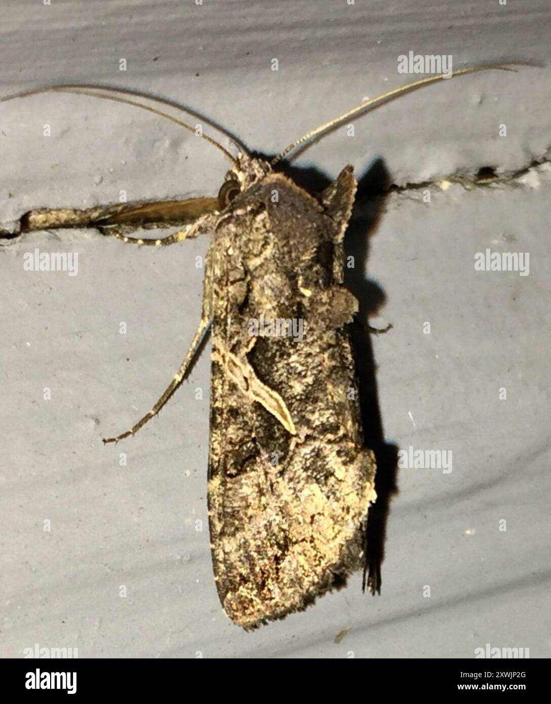 Sharp-stigma Looper Moth (Ctenoplusia oxygramma) Insecta Stock Photo ...