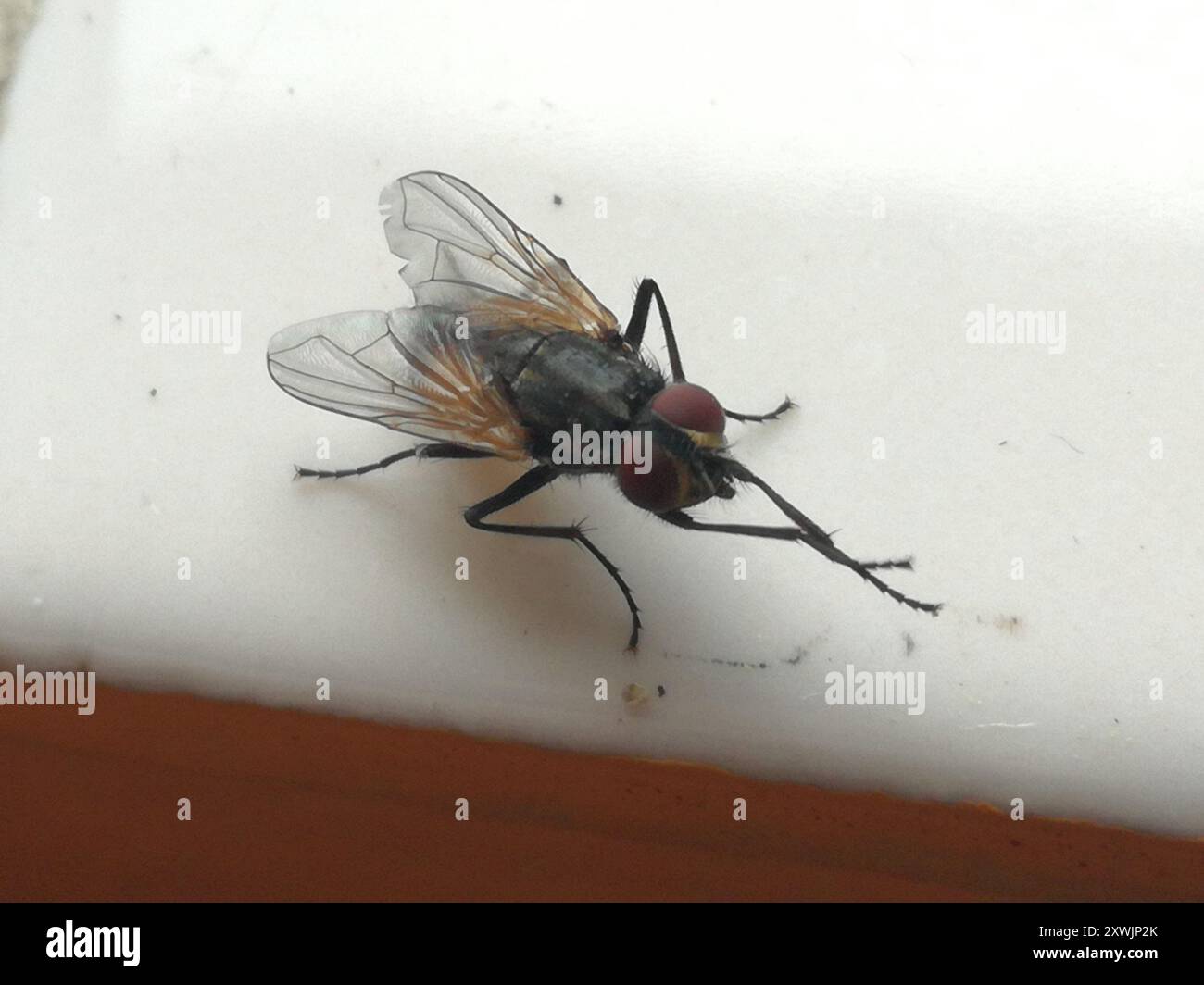 Common House Fly (Musca domestica) Insecta Stock Photo - Alamy