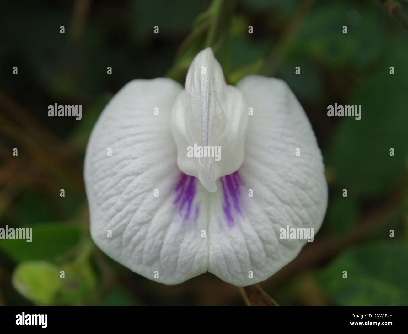 Sentro (Centrosema pubescens) Plantae Stock Photo - Alamy