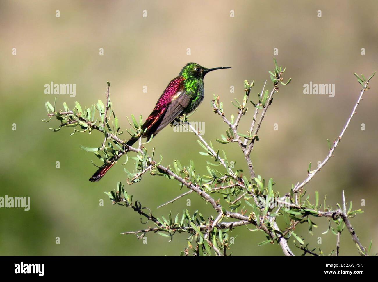 Red-tailed Comet (Sappho sparganurus) Aves Stock Photo - Alamy