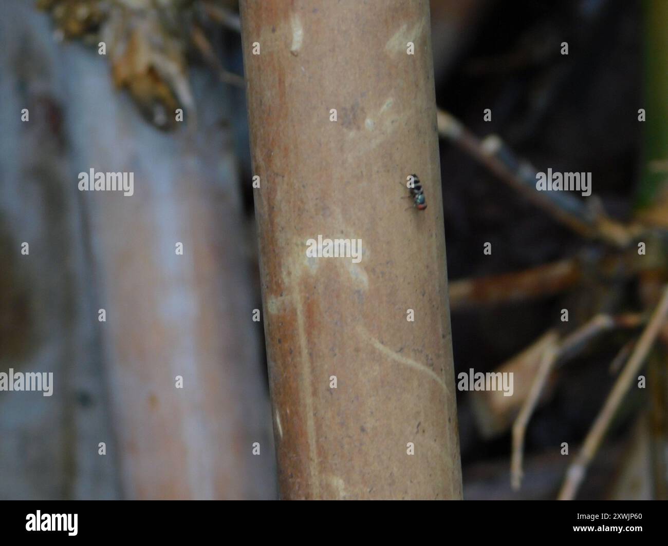 Banded-wing Flies (Chaetopsis) Insecta Stock Photo - Alamy
