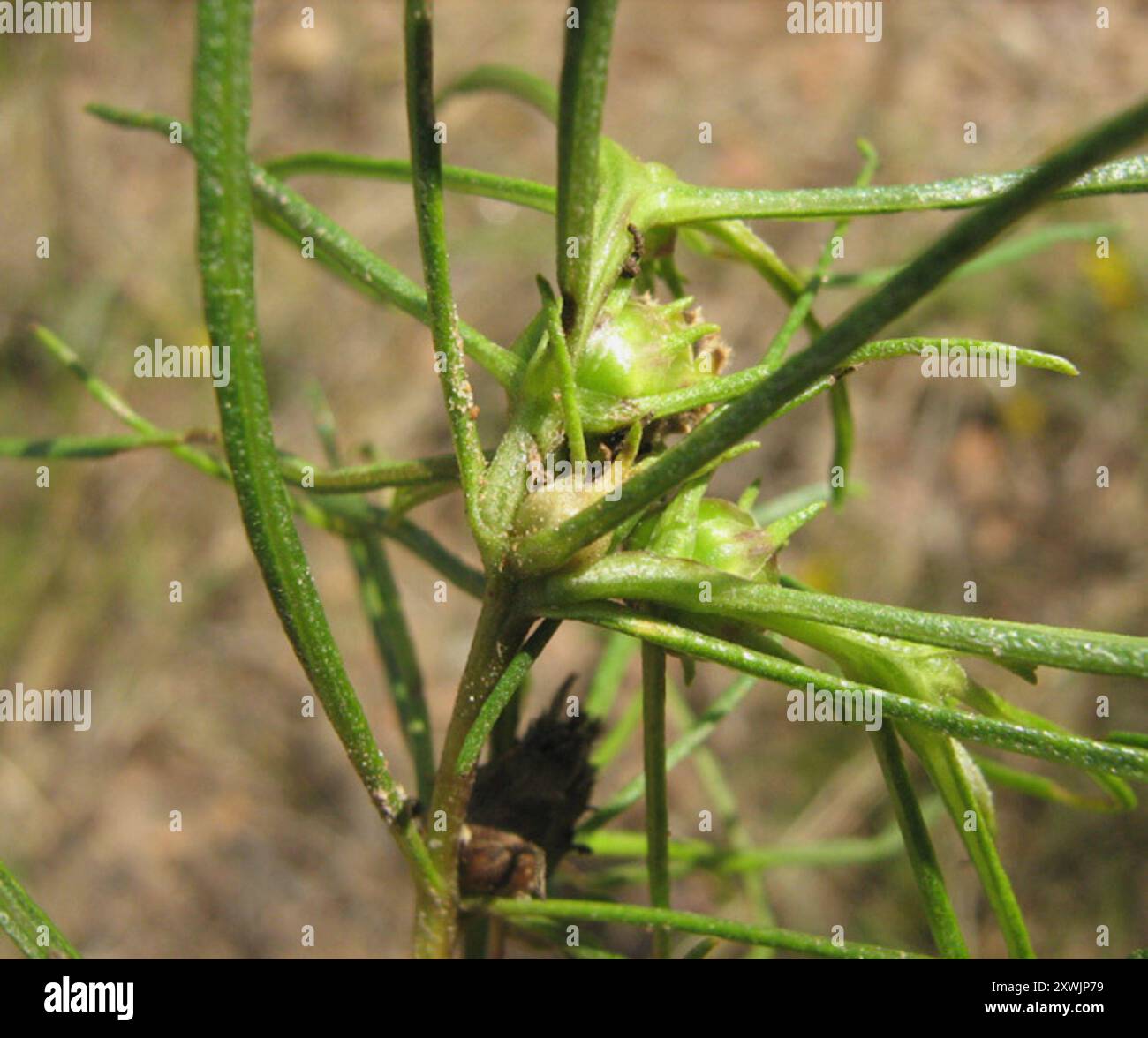 Common Vomitdaisy (Geigeria ornativa) Plantae Stock Photo - Alamy