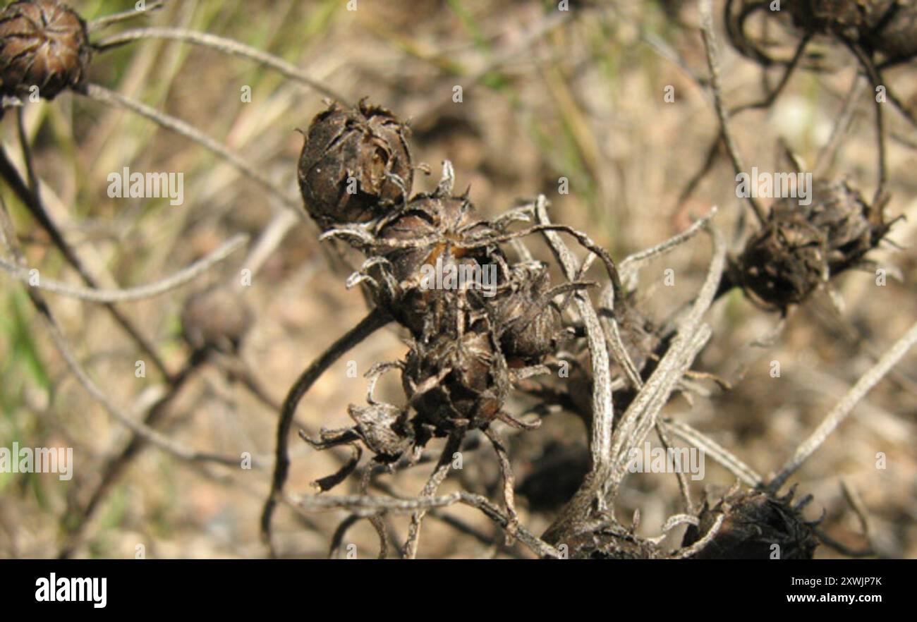 Common Vomitdaisy (Geigeria ornativa) Plantae Stock Photo - Alamy
