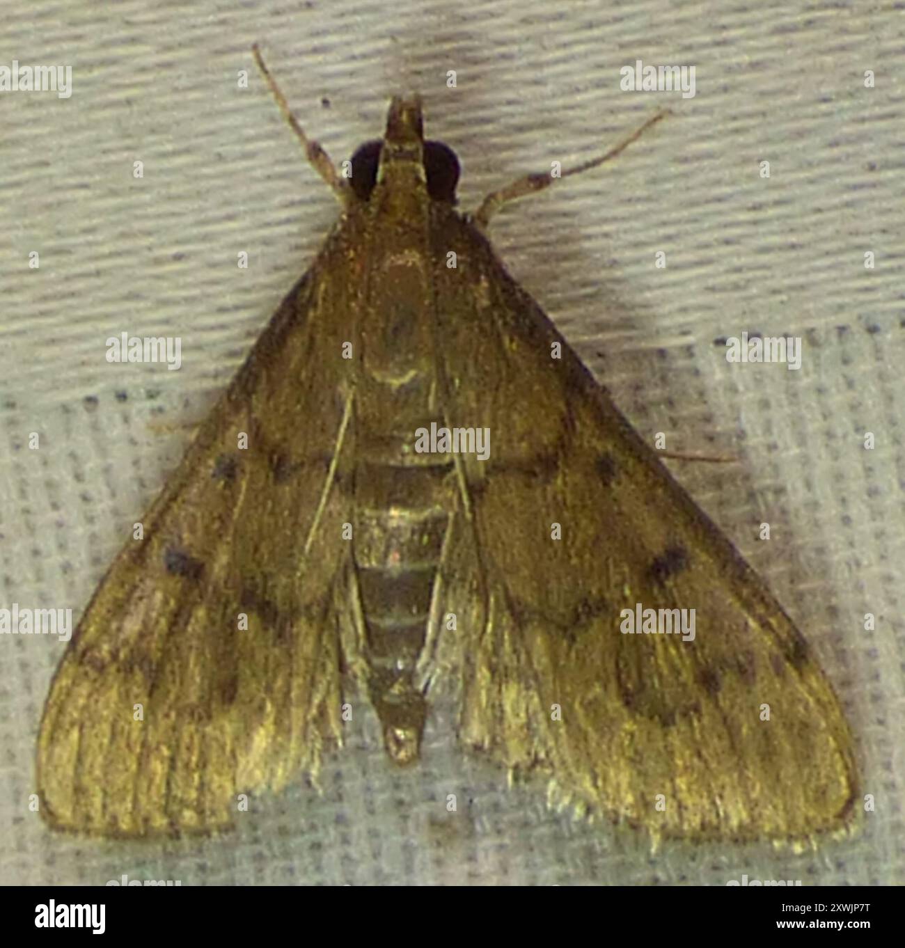 Dusky Herpetogramma Moth (Herpetogramma phaeopteralis) Insecta Stock ...