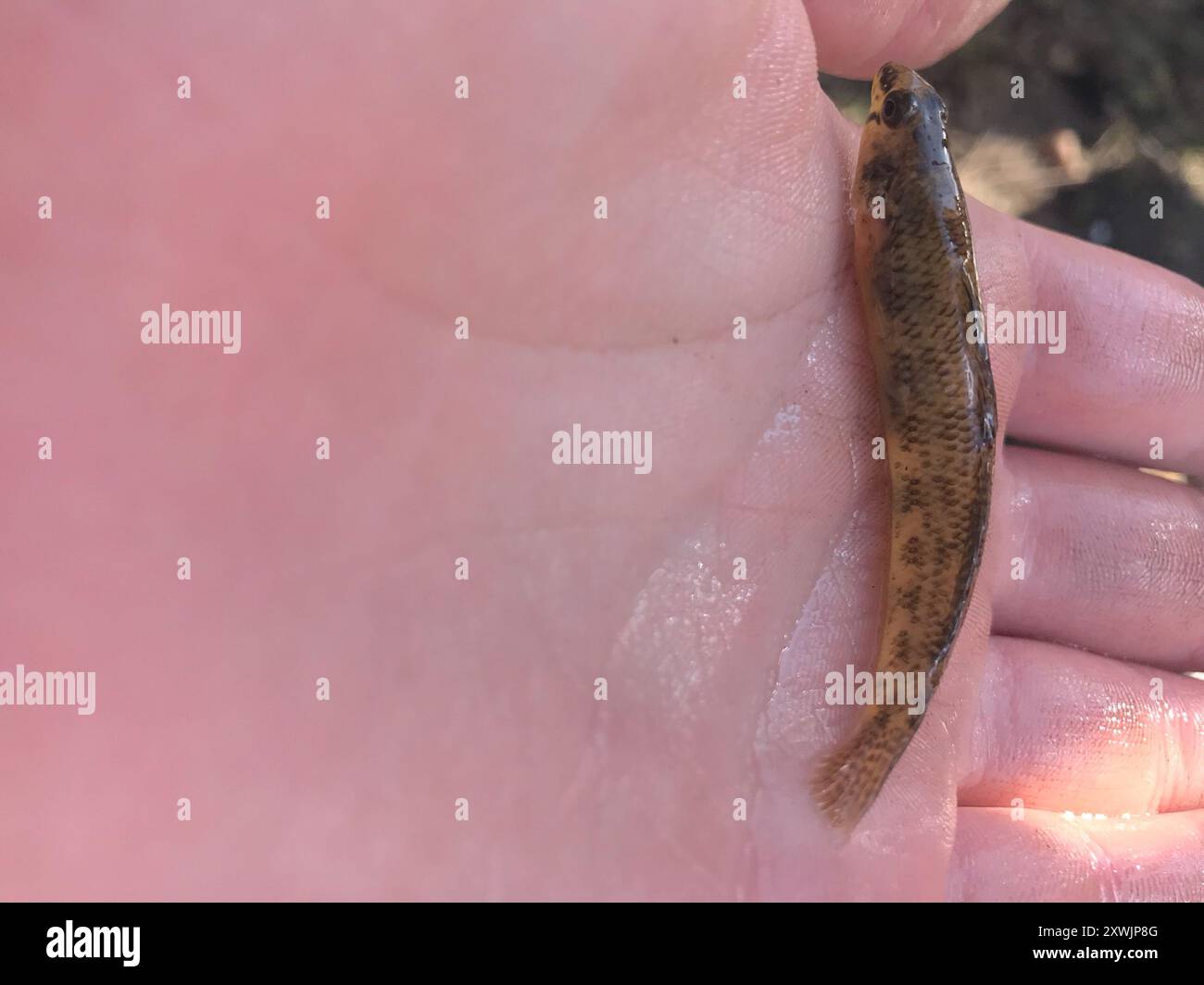 Tessellated Darter (Etheostoma olmstedi) Actinopterygii Stock Photo - Alamy