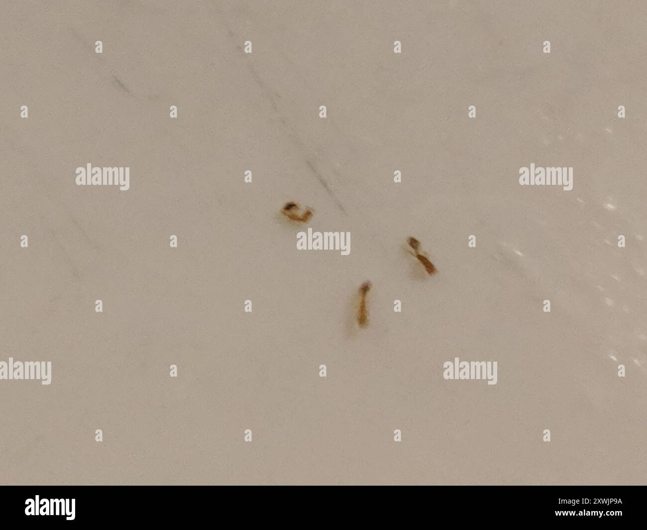 Monomorium pharaonis hi-res stock photography and images - Alamy