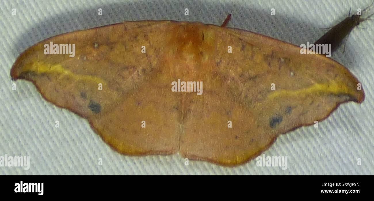 Oreta rosea hi-res stock photography and images - Alamy