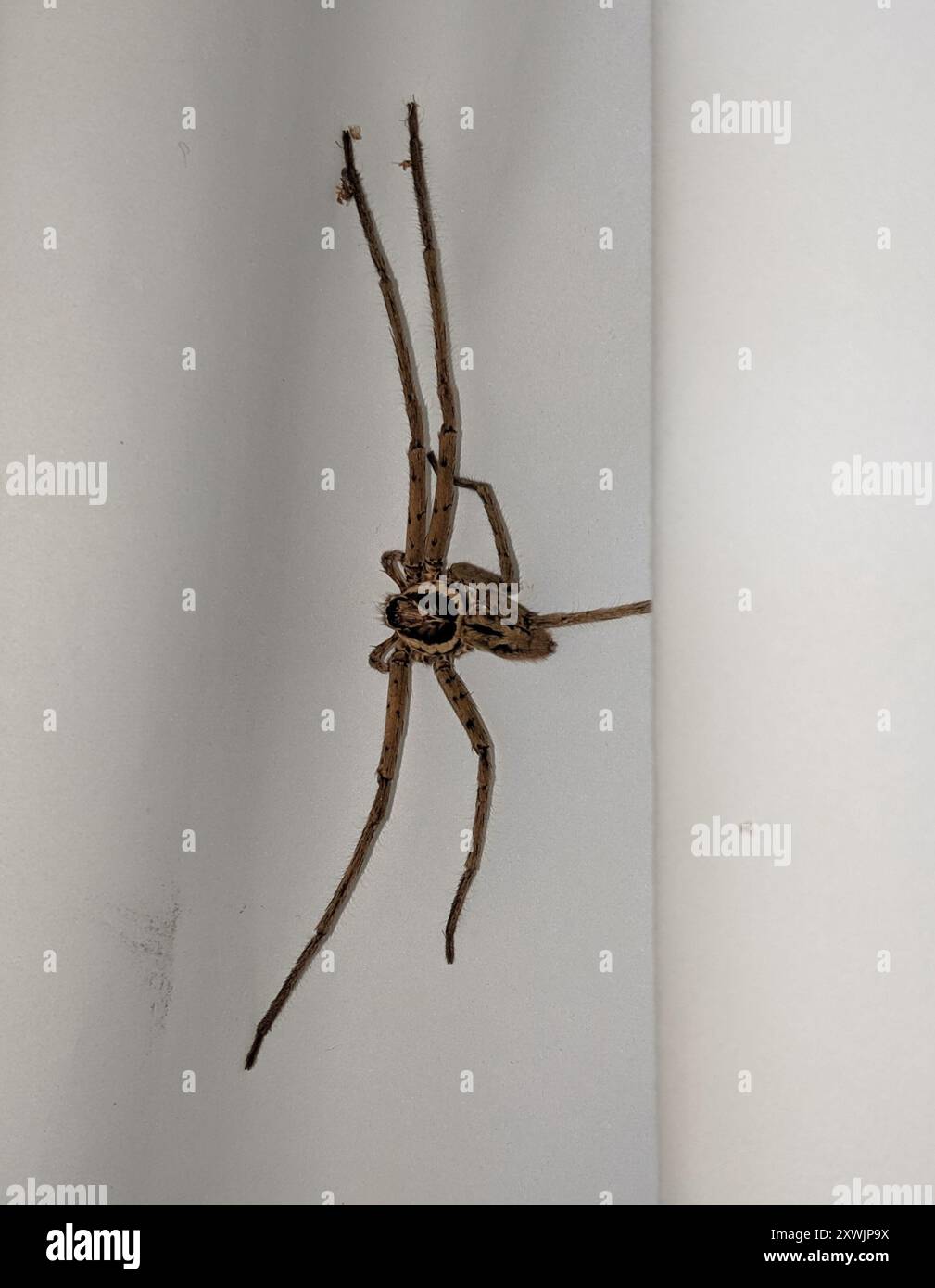 Pantropical Huntsman Spider (Heteropoda venatoria) Arachnida Stock ...