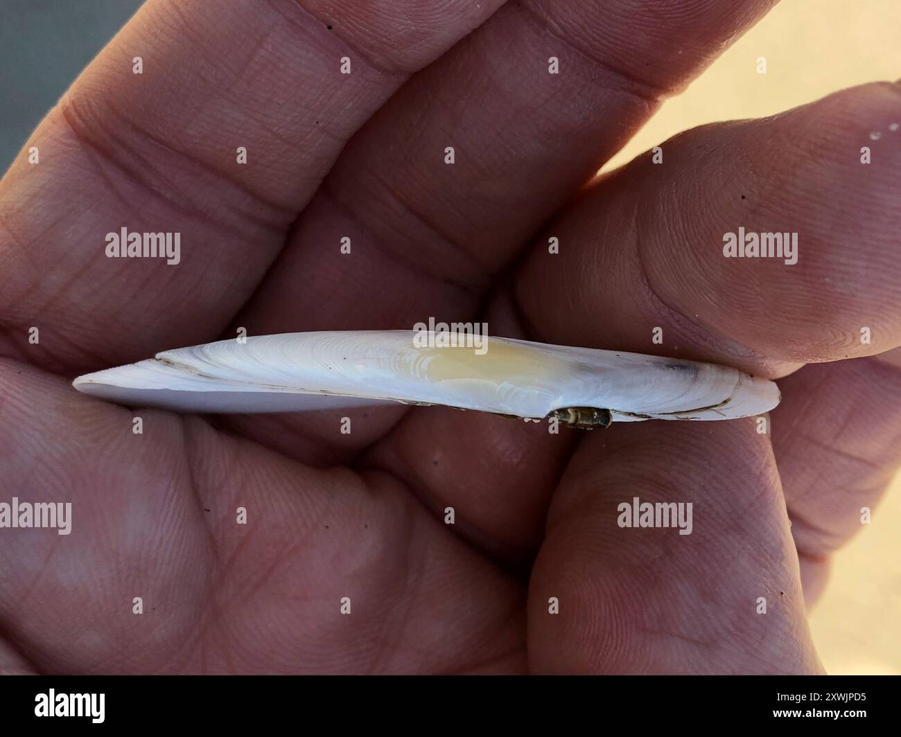 Bodega Tellin (Megangulus bodegensis) Mollusca Stock Photo - Alamy