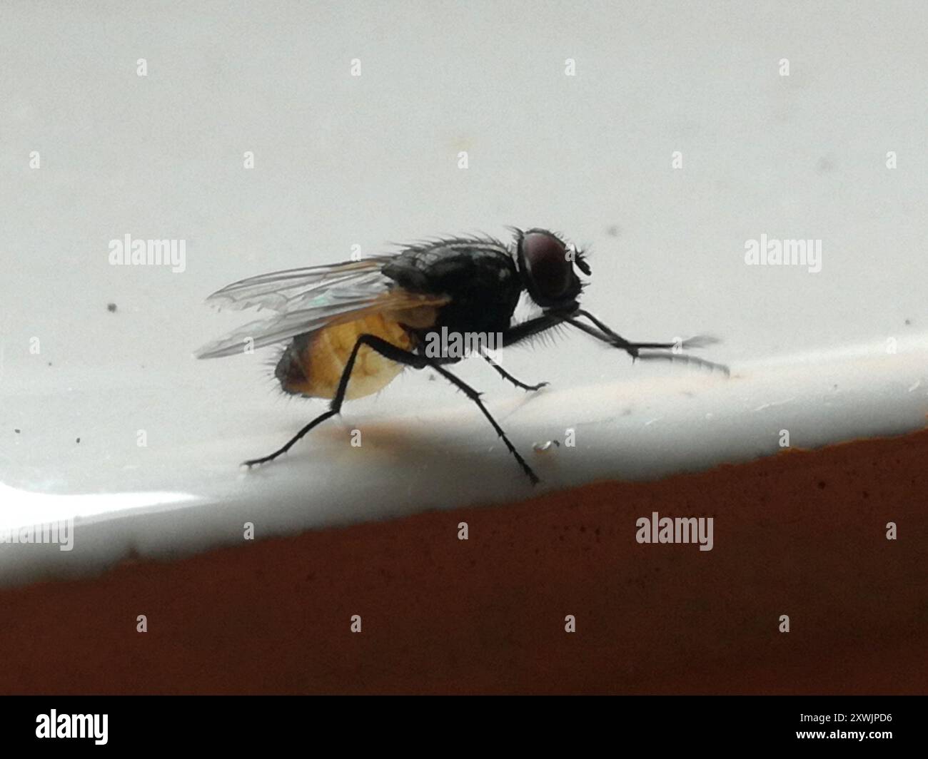 Common House Fly (Musca domestica) Insecta Stock Photo - Alamy