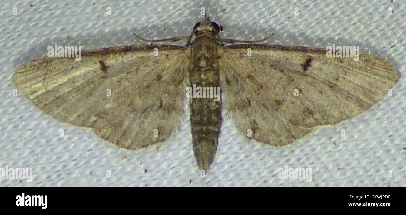 Common Eupithecia Moth (Eupithecia miserulata) Insecta Stock Photo - Alamy