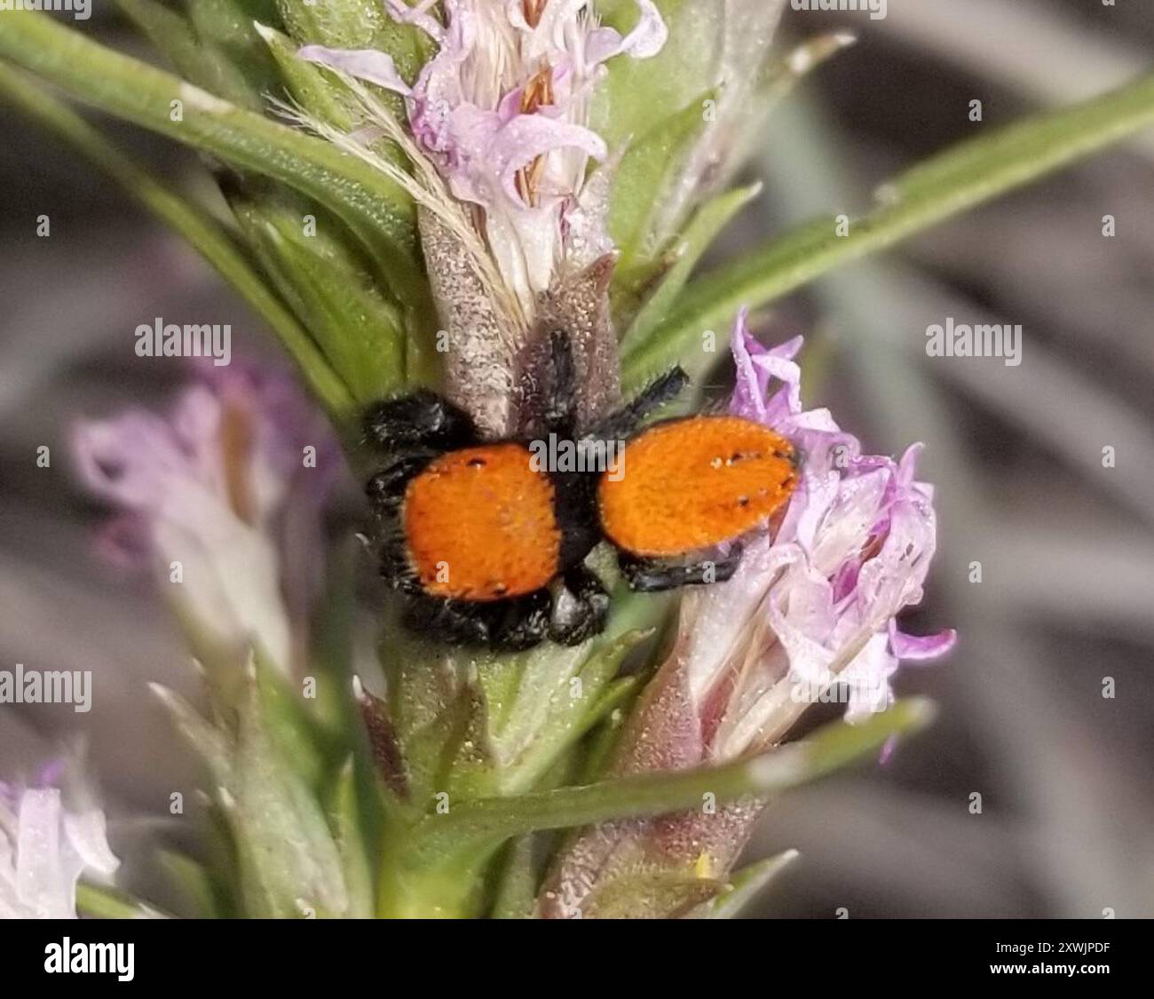Cardinal Jumping Spider (Phidippus cardinalis) Arachnida Stock Photo ...