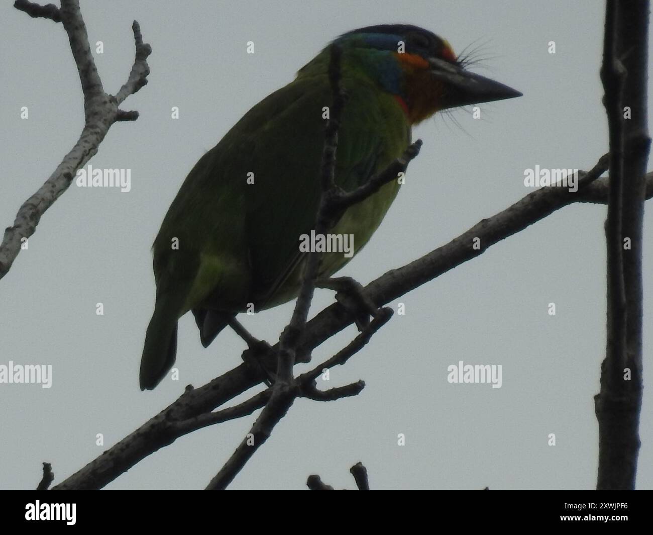 Taiwan Barbet (Psilopogon nuchalis) Aves Stock Photo - Alamy