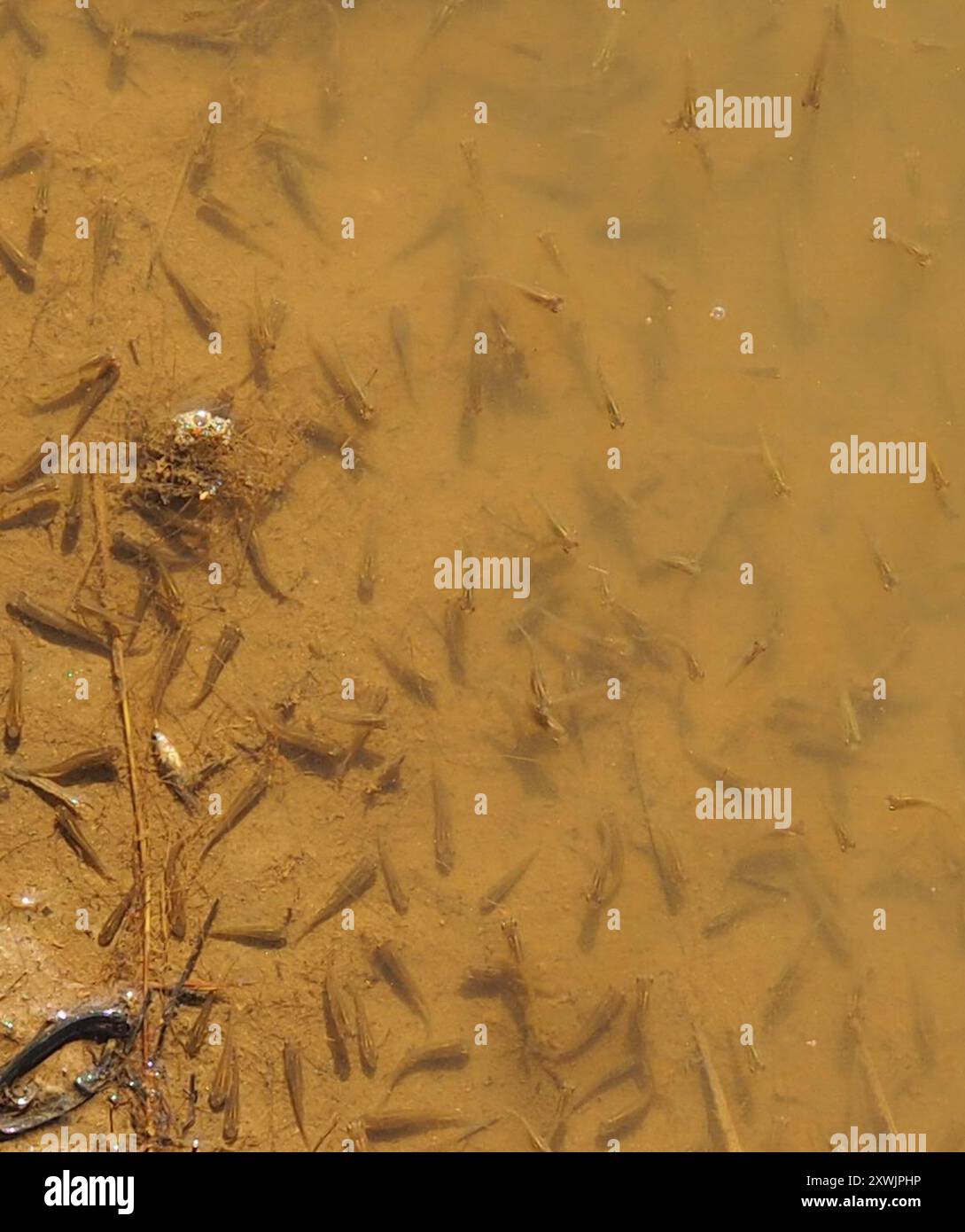 Rivulines, Killifishes, and Livebearers (Cyprinodontiformes ...