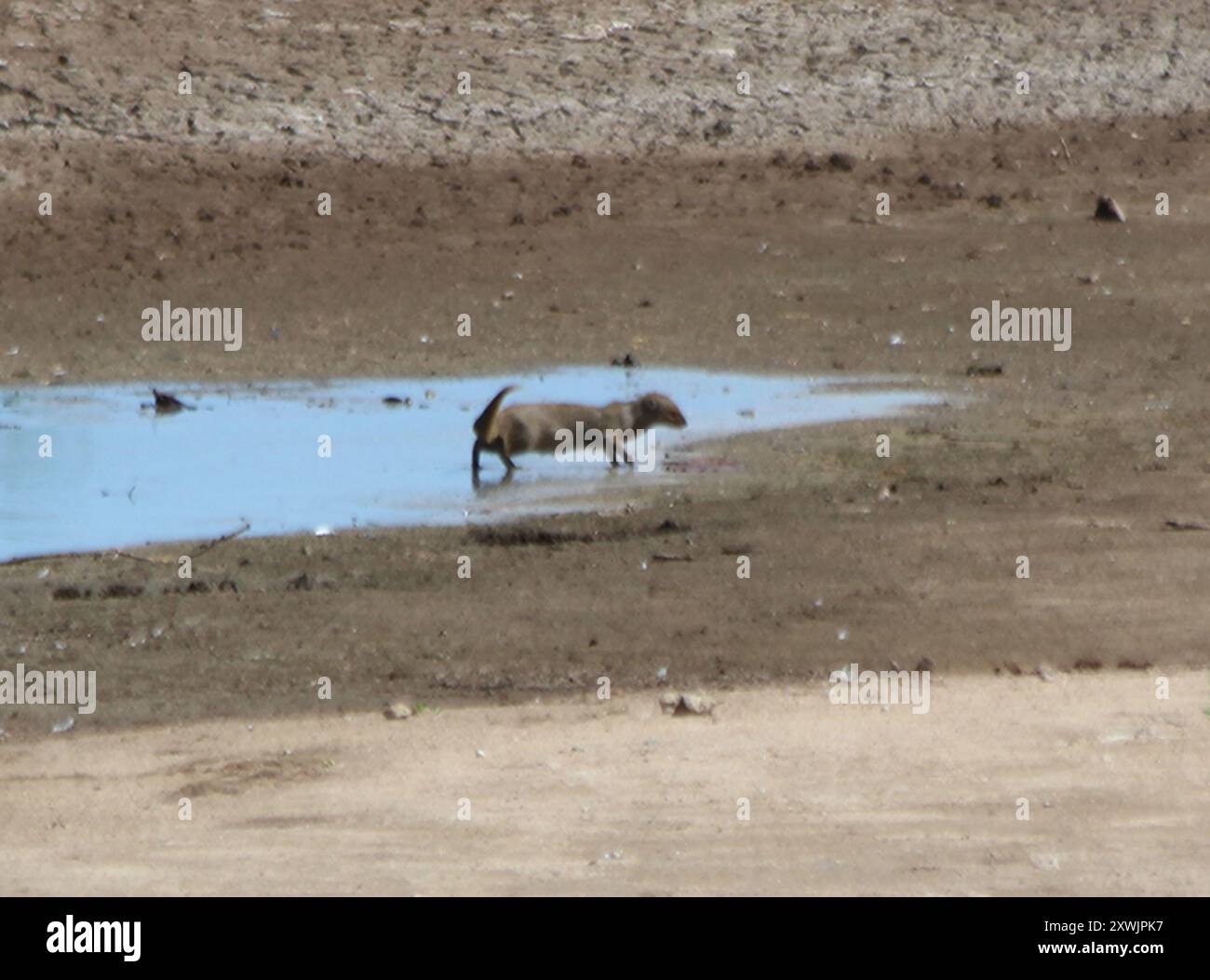 Small Indian Mongoose (Urva auropunctata) Mammalia Stock Photo - Alamy