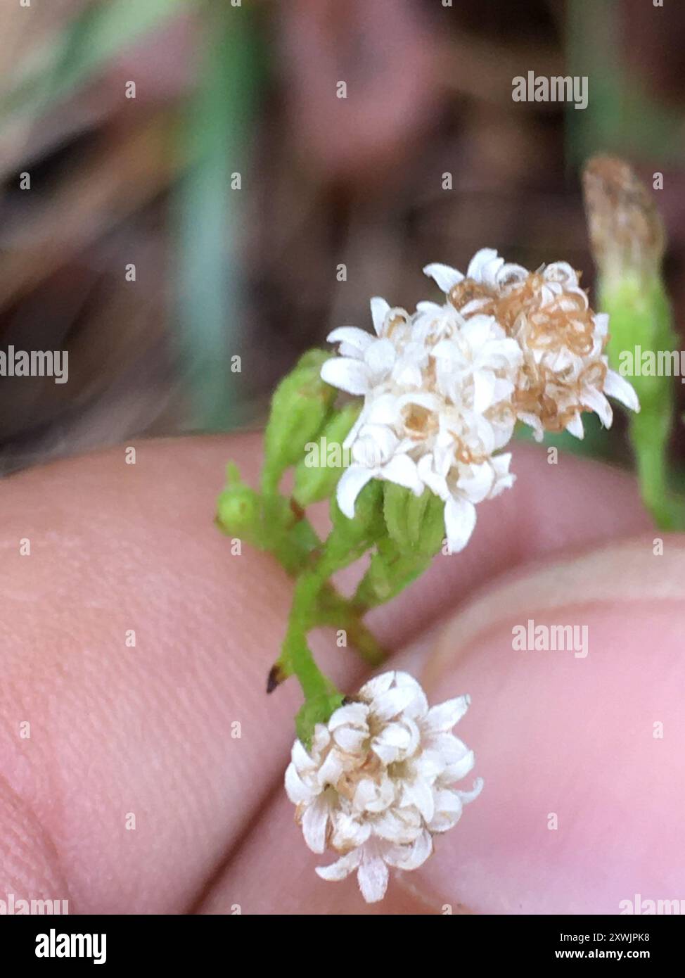 smaller white snakeroot (Ageratina aromatica) Plantae Stock Photo - Alamy