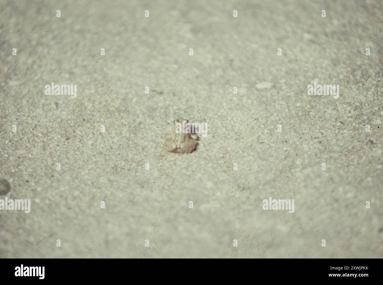 Puddle Frogs (Phrynobatrachus) Amphibia Stock Photo - Alamy