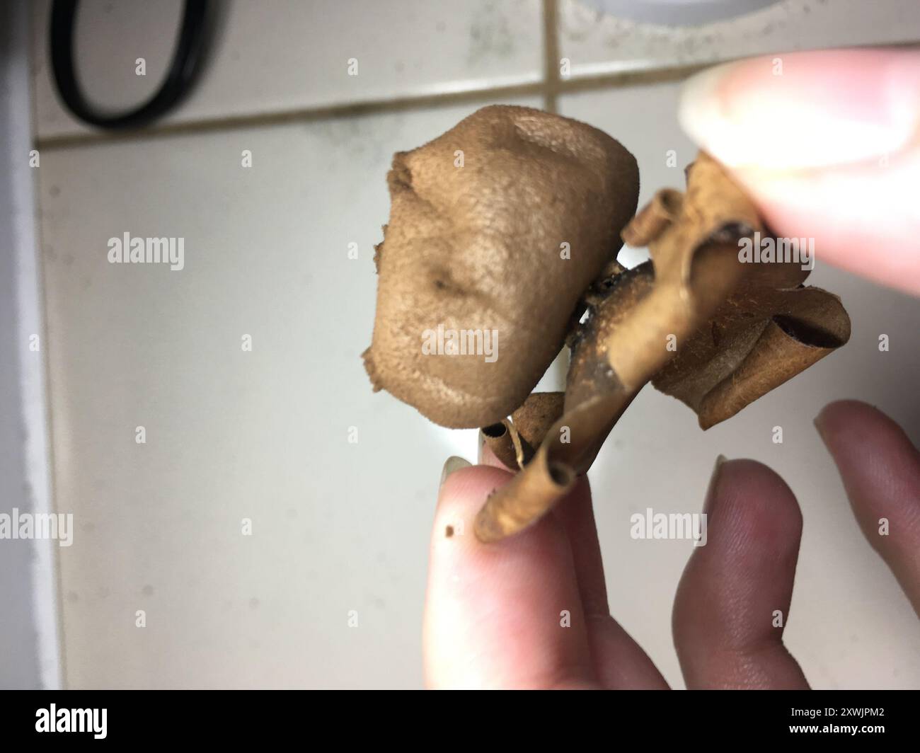 Pepper Pot (Myriostoma coliforme) Fungi Stock Photo - Alamy