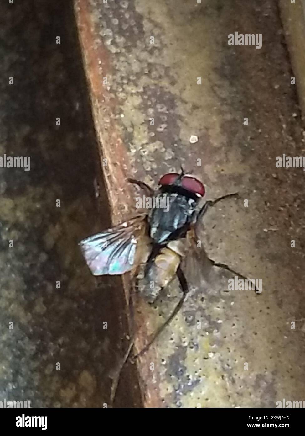 Common House Fly (Musca domestica) Insecta Stock Photo - Alamy