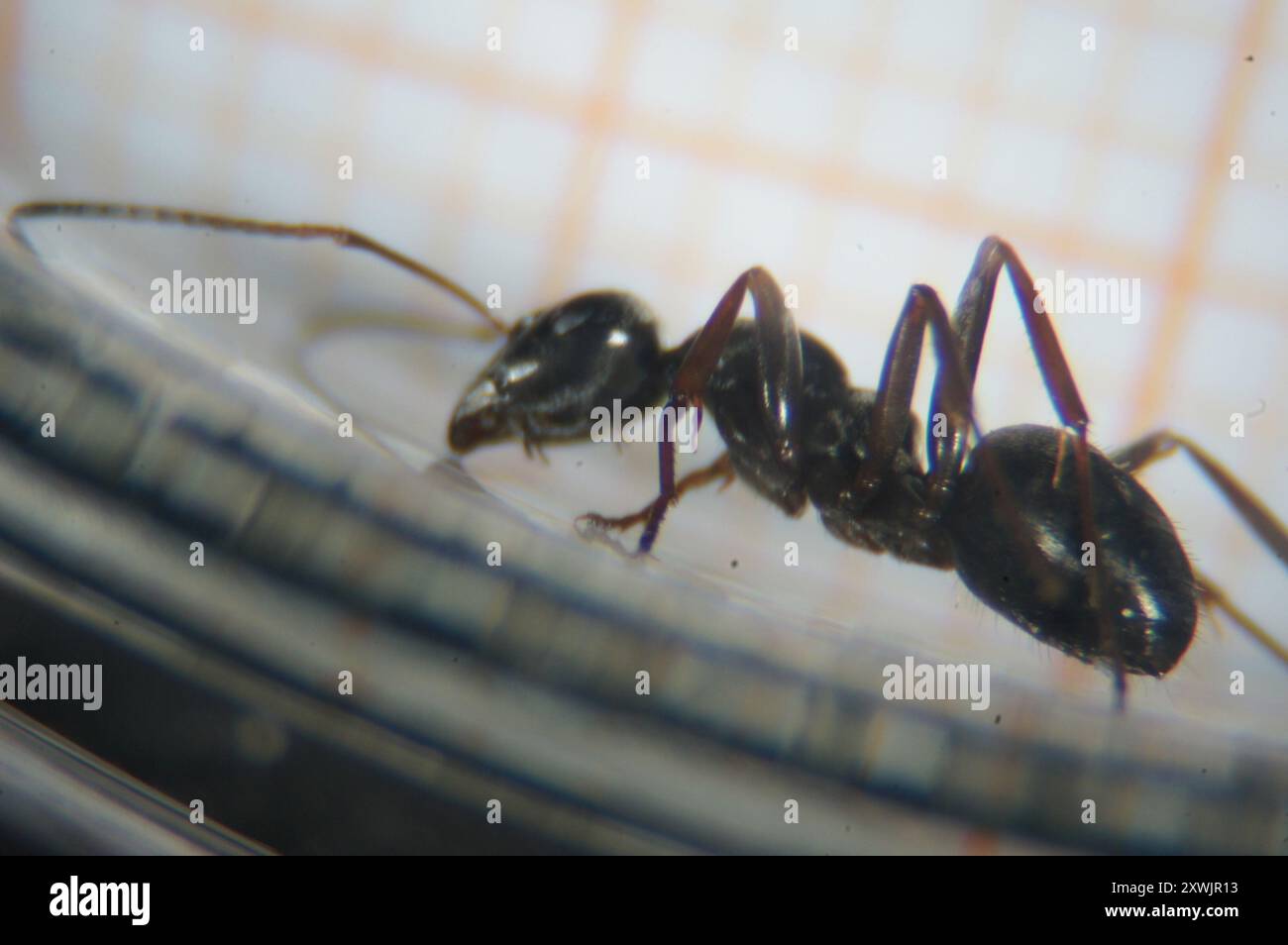 fusca-group Field Ants and Allies (Formica fusca) Insecta Stock Photo ...