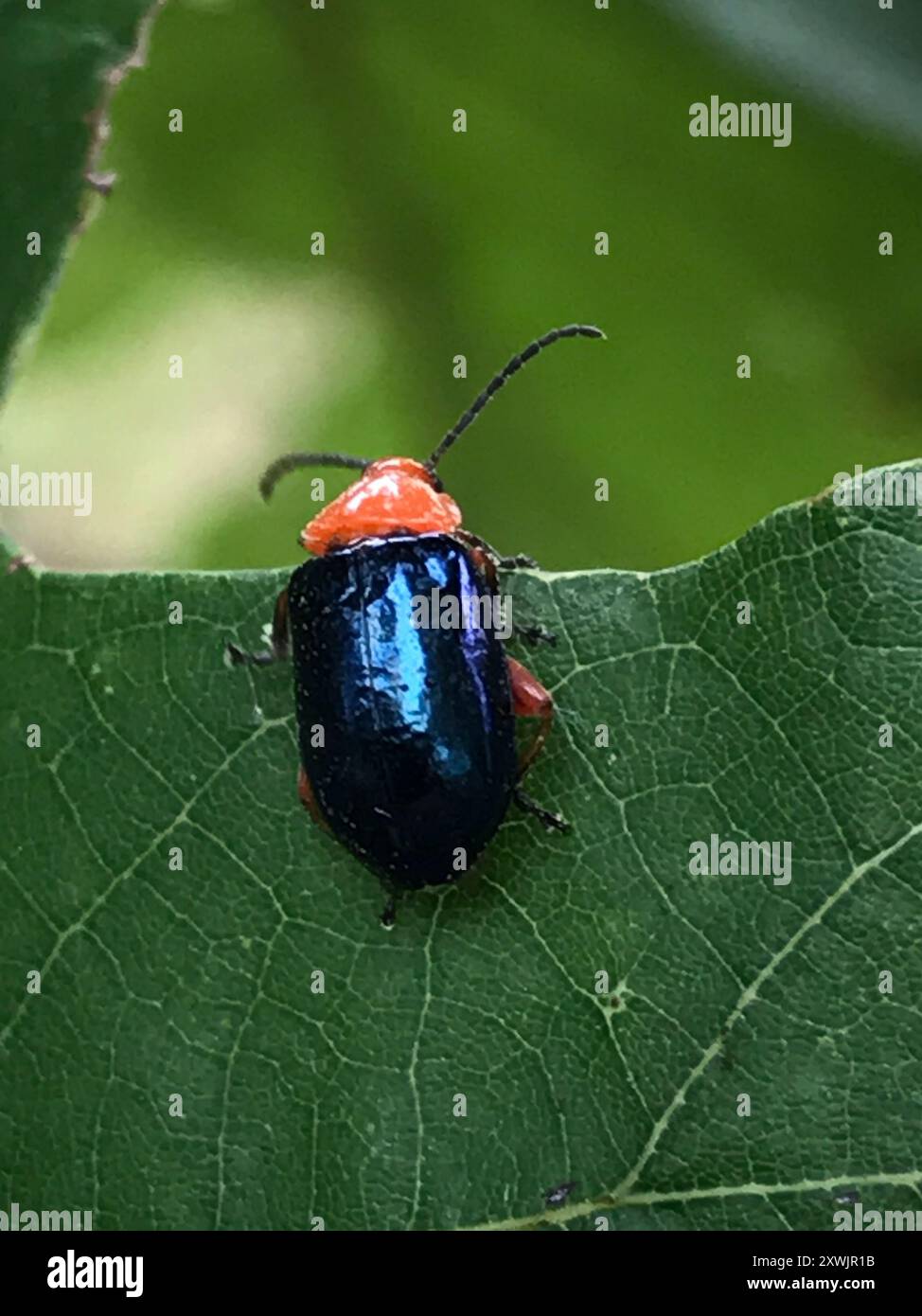 Shiny Flea Beetle (Asphaera lustrans) Insecta Stock Photo - Alamy