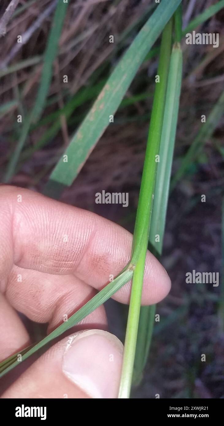 Paspalum scrobiculatum hi-res stock photography and images - Alamy