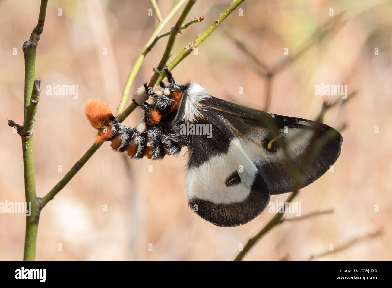 Buck Moth (Hemileuca maia) Insecta Stock Photo - Alamy