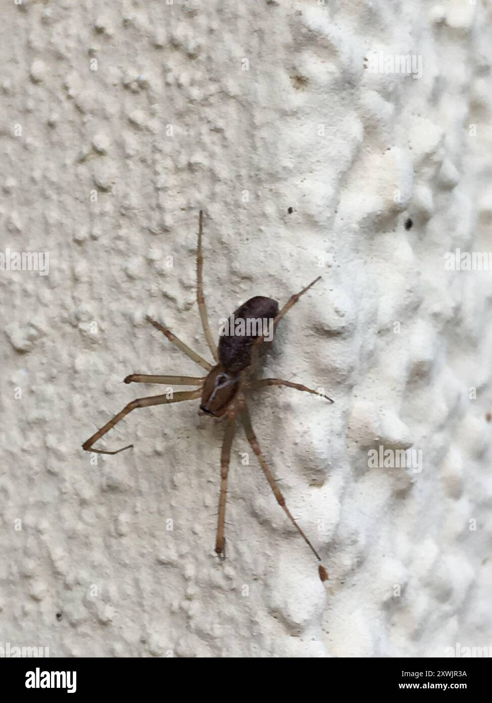Common sheetweb spider (Linyphia triangularis) Arachnida Stock Photo ...
