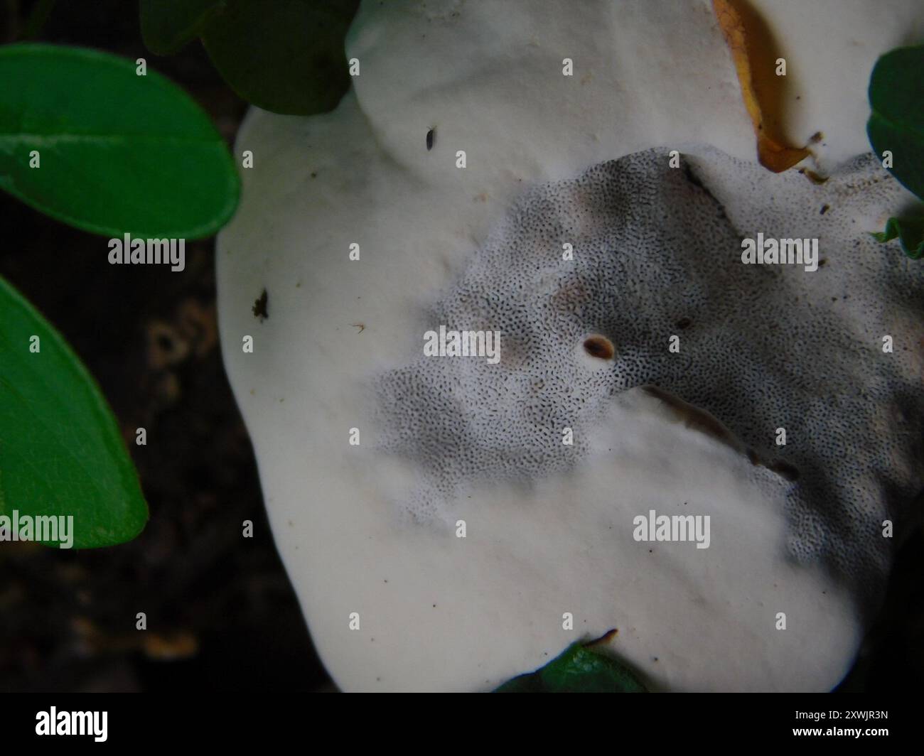 golden reishi (Ganoderma curtisii) Fungi Stock Photo - Alamy