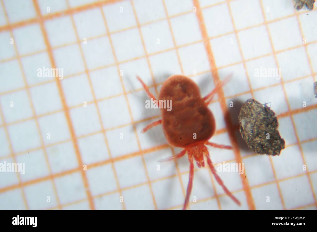 Sumo Mites (Allothrombium) Arachnida Stock Photo - Alamy