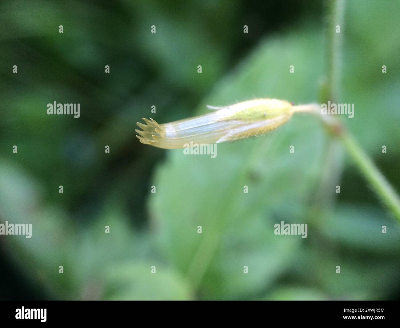 Dwarf Mouse-ear (Cerastium pumilum) Plantae Stock Photo - Alamy