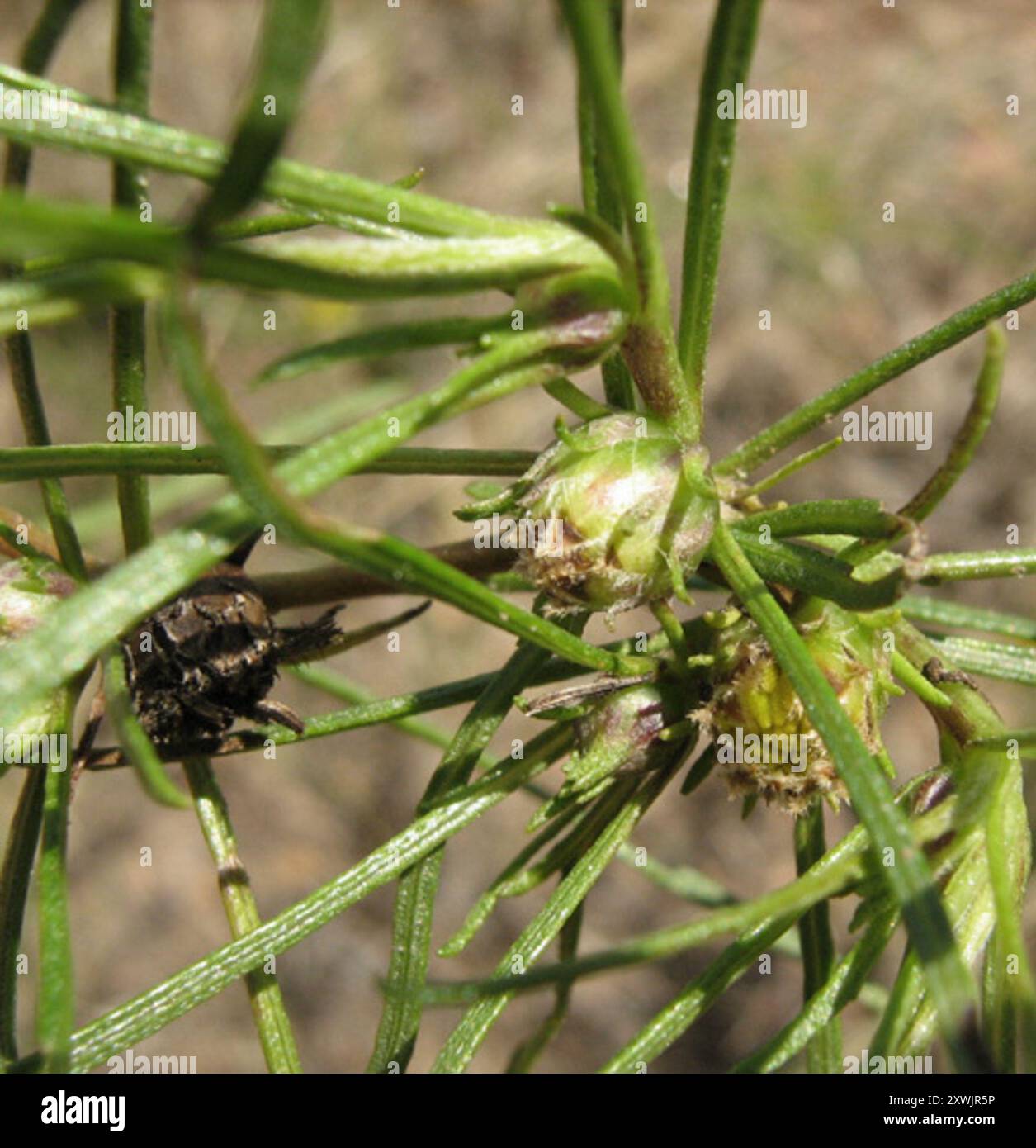 Common Vomitdaisy (Geigeria ornativa) Plantae Stock Photo - Alamy