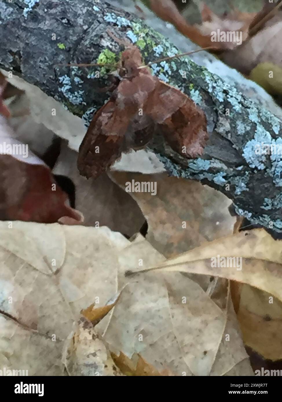 Sphinx Moths (Sphingidae) Insecta Stock Photo - Alamy