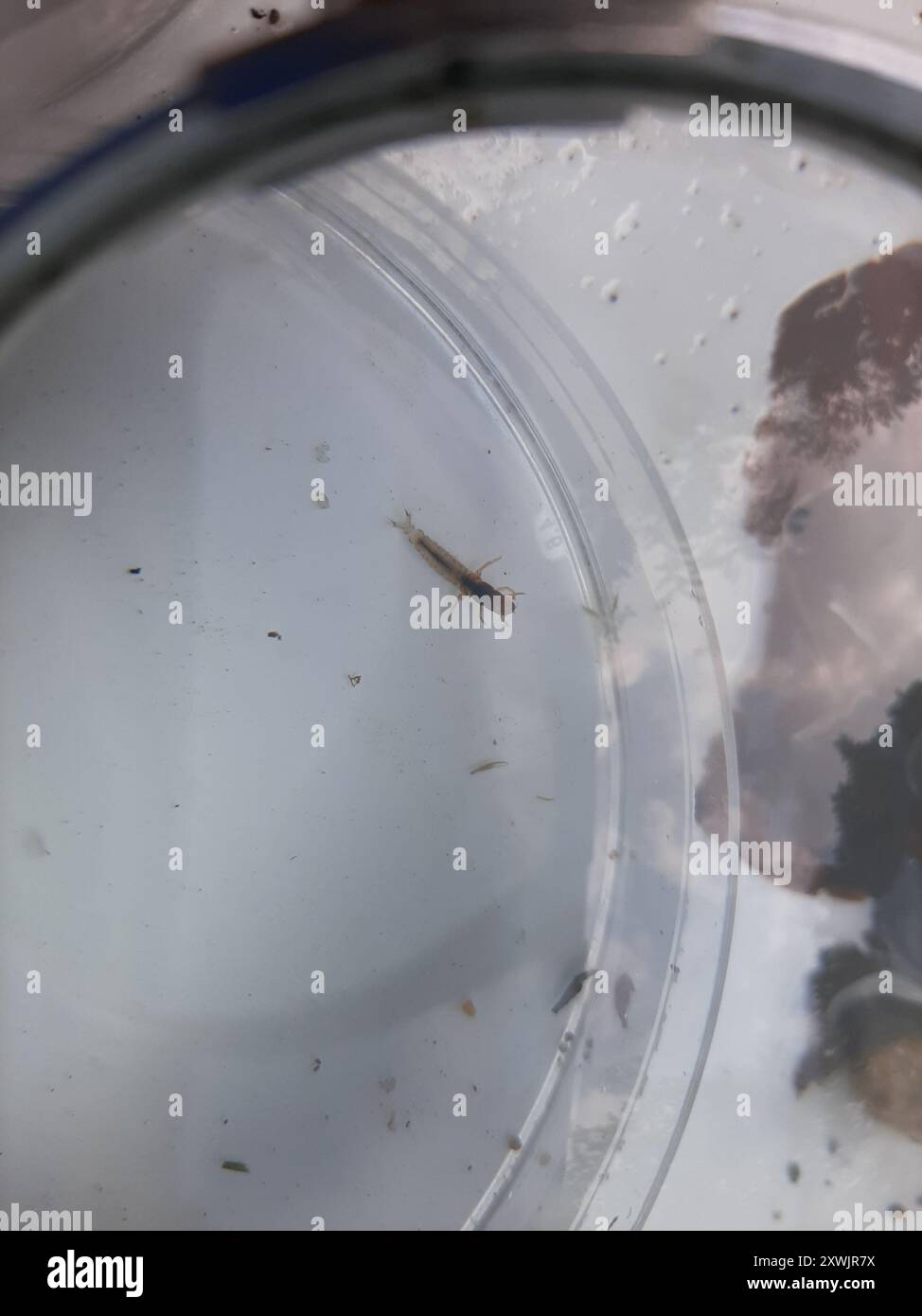 Net-spinning Caddisflies (Hydropsychidae) Insecta Stock Photo - Alamy