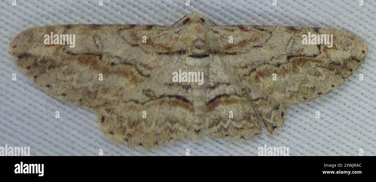 Brown-shaded Gray (Iridopsis defectaria) Insecta Stock Photo - Alamy