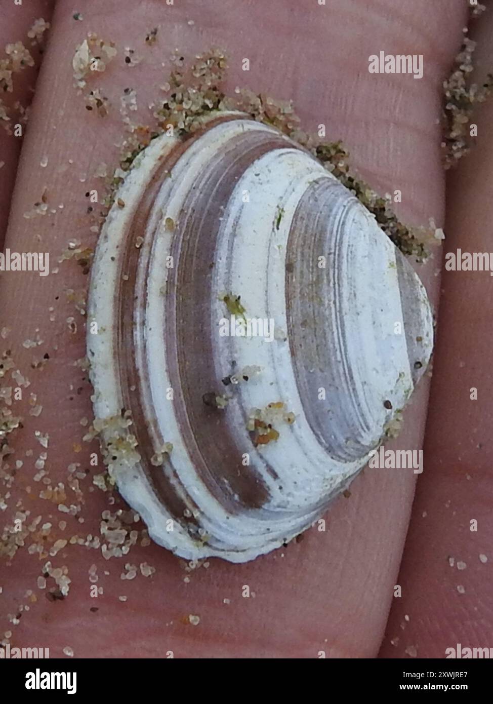 Elliptical Trough Shell (Spisula elliptica) Mollusca Stock Photo - Alamy