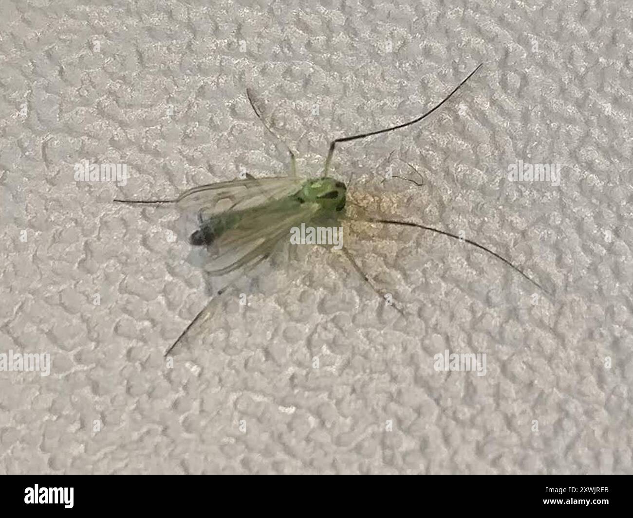 Non-biting Midges (Chironomidae) Insecta Stock Photo - Alamy