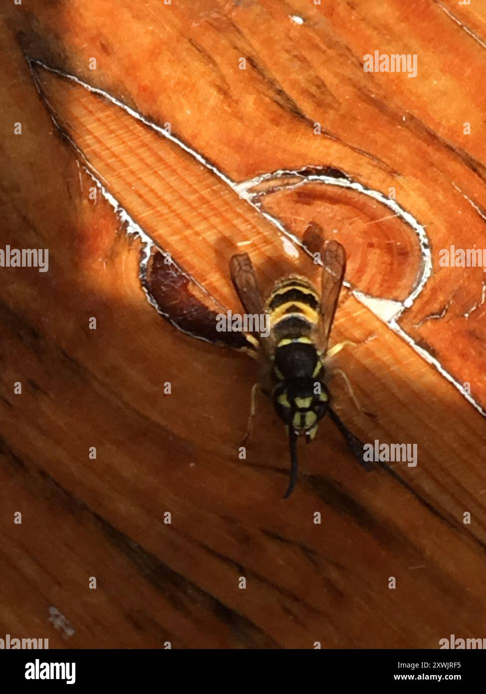 Common European Yellowjacket (Vespula vulgaris) Insecta Stock Photo - Alamy