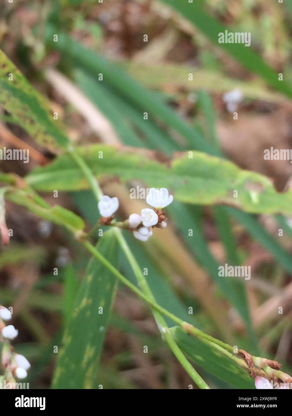 swamp smartweed (Persicaria hydropiperoides) Plantae Stock Photo - Alamy