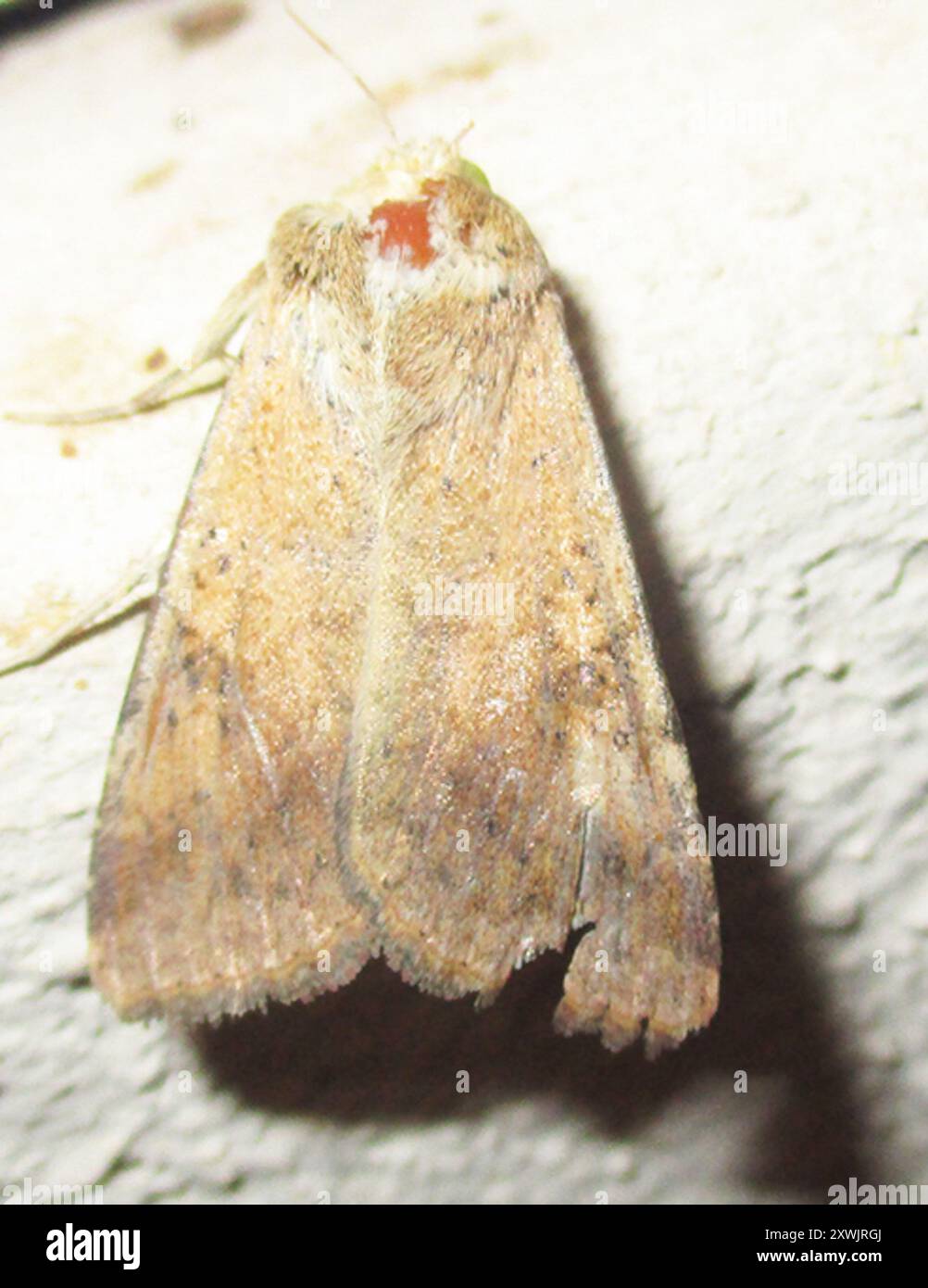 Cotton Bollworm Moth (Helicoverpa armigera) Insecta Stock Photo - Alamy