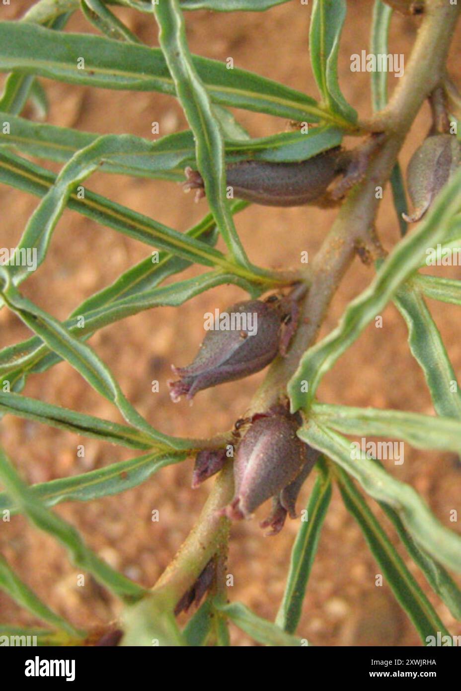 Narrowleaf Morning Glory (Ipomoea bolusiana) Plantae Stock Photo - Alamy