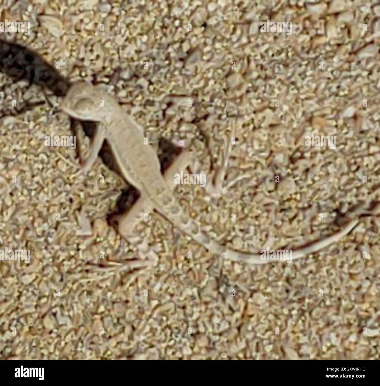 Zebra-tailed Lizard (Callisaurus draconoides) Reptilia Stock Photo - Alamy